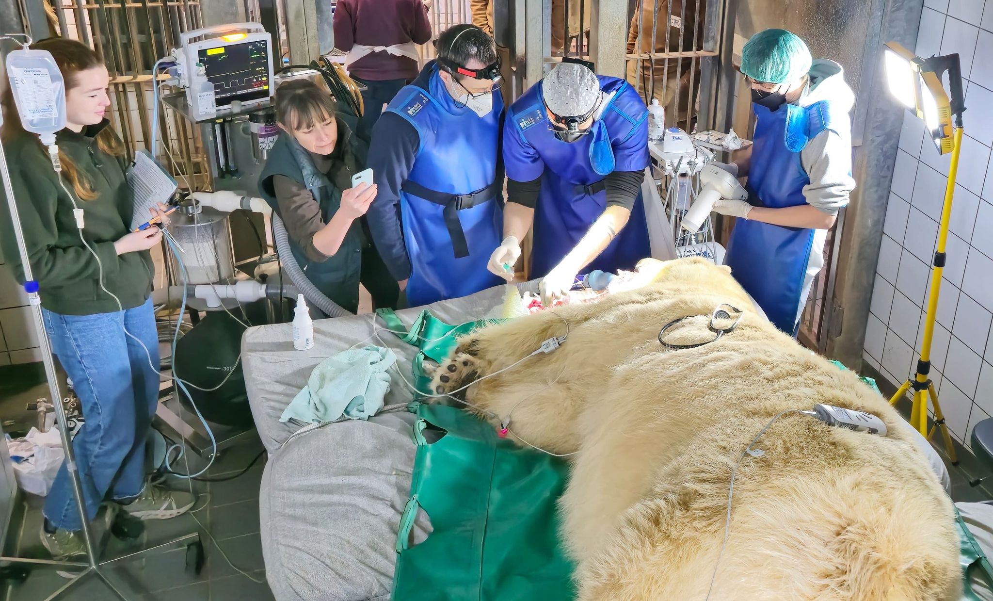 Zahn-Operation bei Eisbärin Milana im Zoo Hannover
