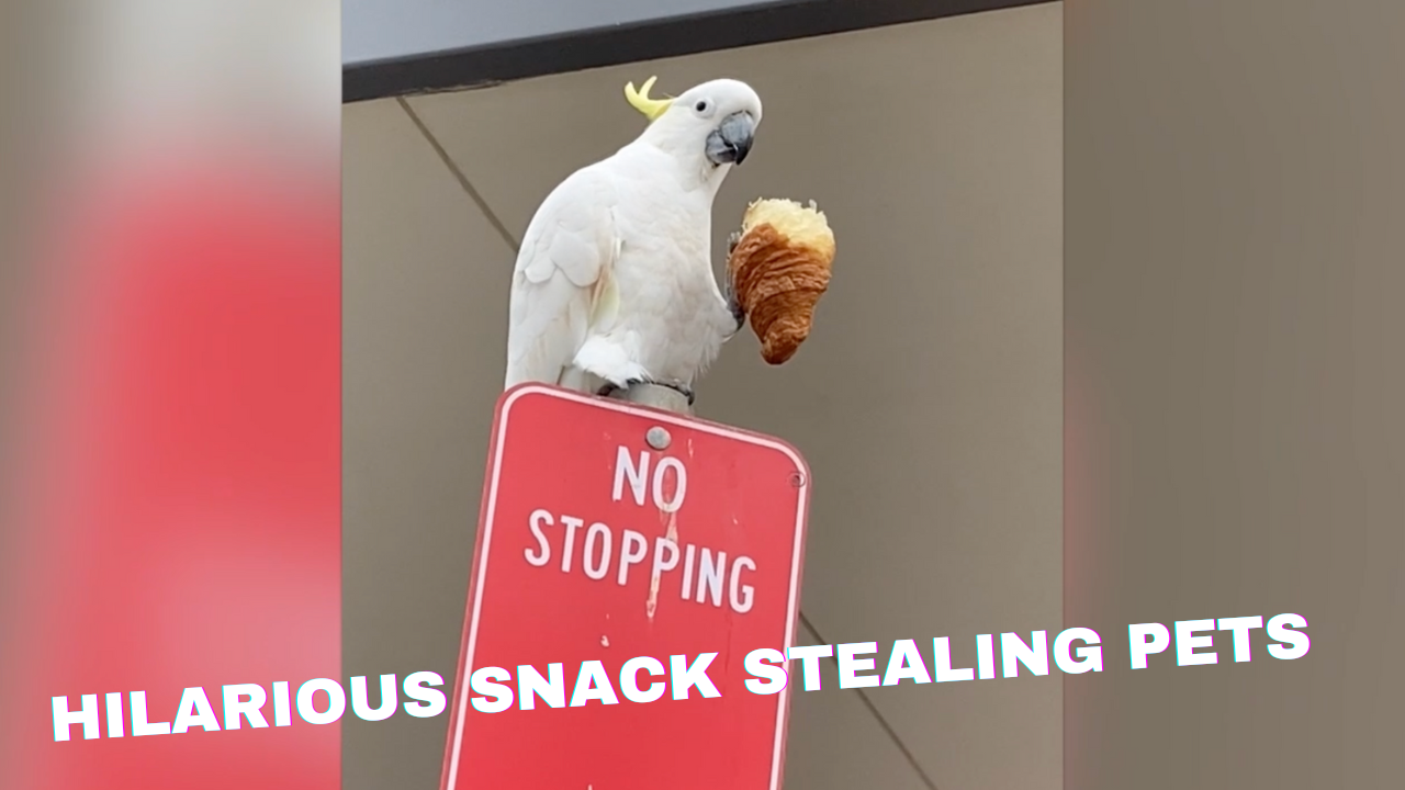 Snack Thieves Exposed: These Pets Will Do Anything for a Treat