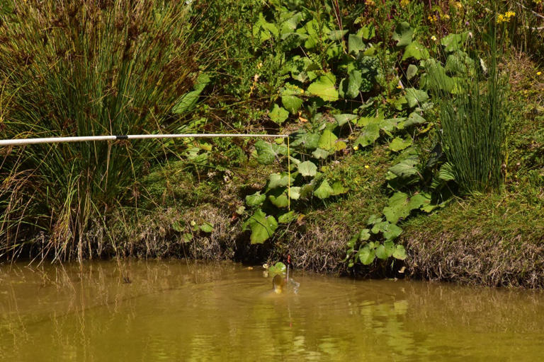 How to land more fish on the pole | Steve Ringer