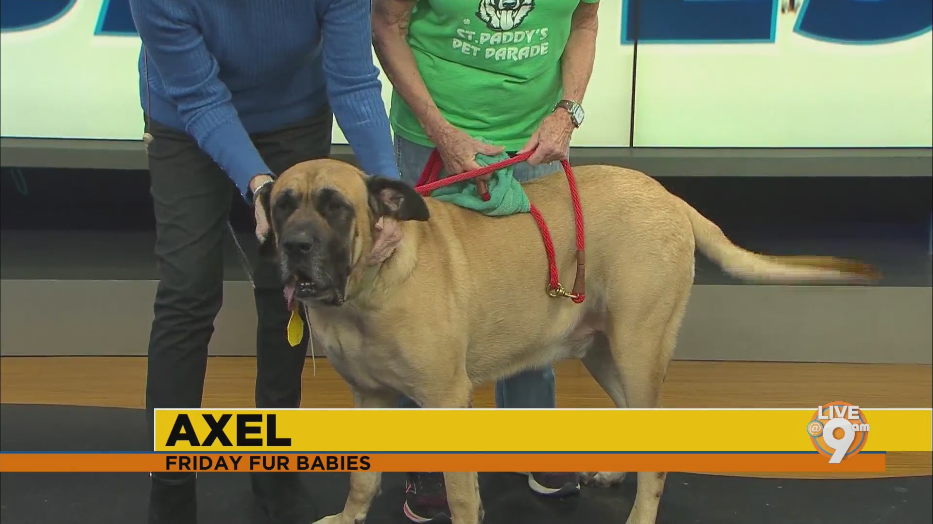 Friday Fur Babies: Meet Axel