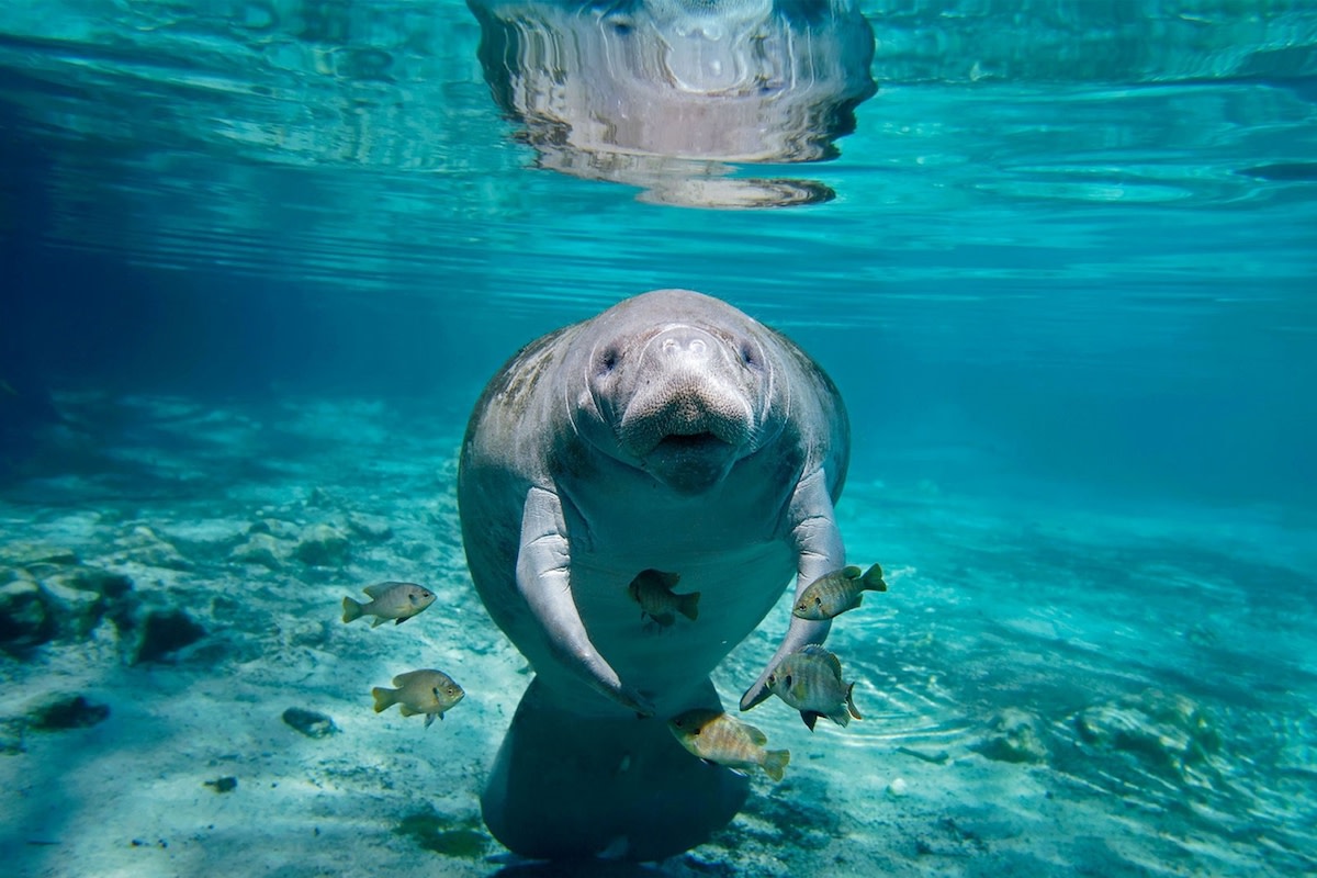 Baby Manatee Getting 'Fresh' with Florida Diver Is Impossible to Resist