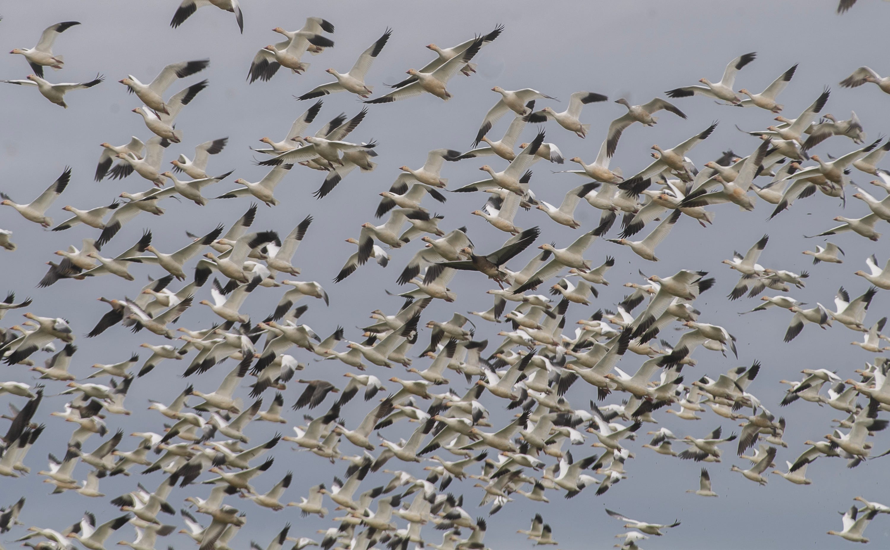 A few minutes of bird watching this weekend can help scientists: Here's how