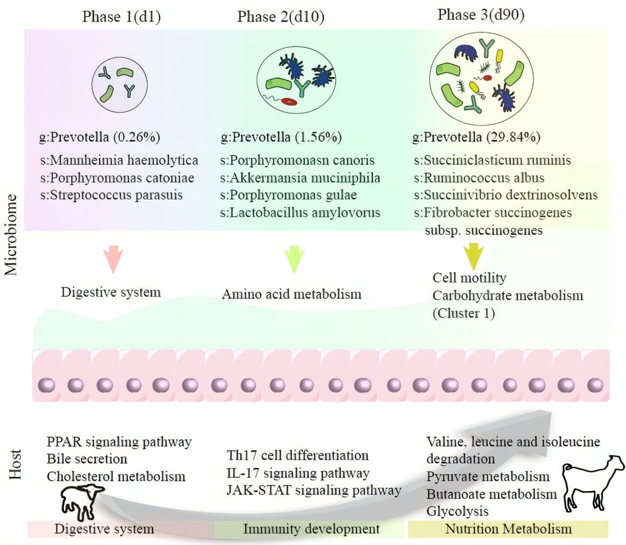 Scientists reveal microbiome–host co-oscillation patterns in goat from ...