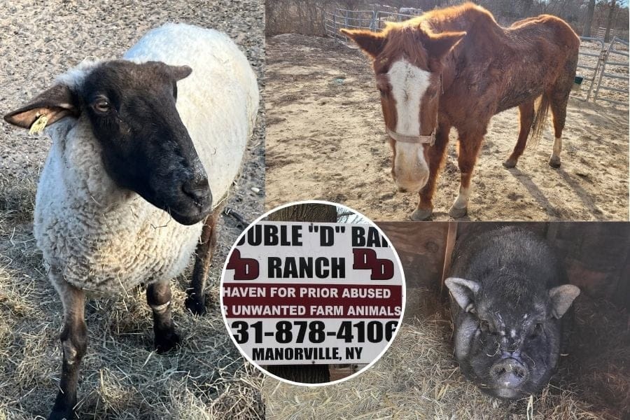 Manorville animal sanctuary hit with 112 neglect charges