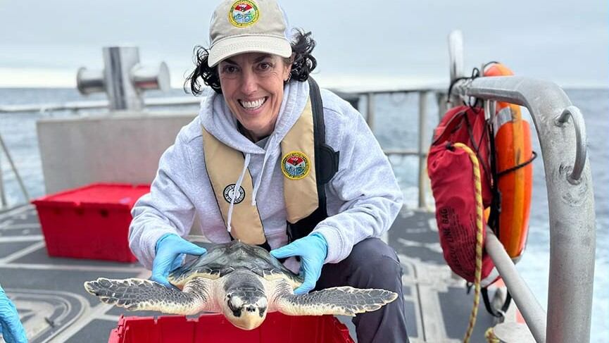 S.C. Aquarium frees 5 sea turtles with help from Coast Guard
