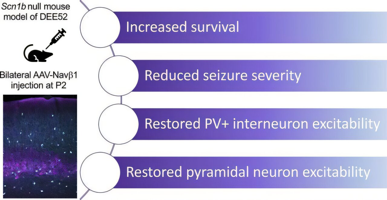 Gene therapy for rare epilepsy shows promise in mice
