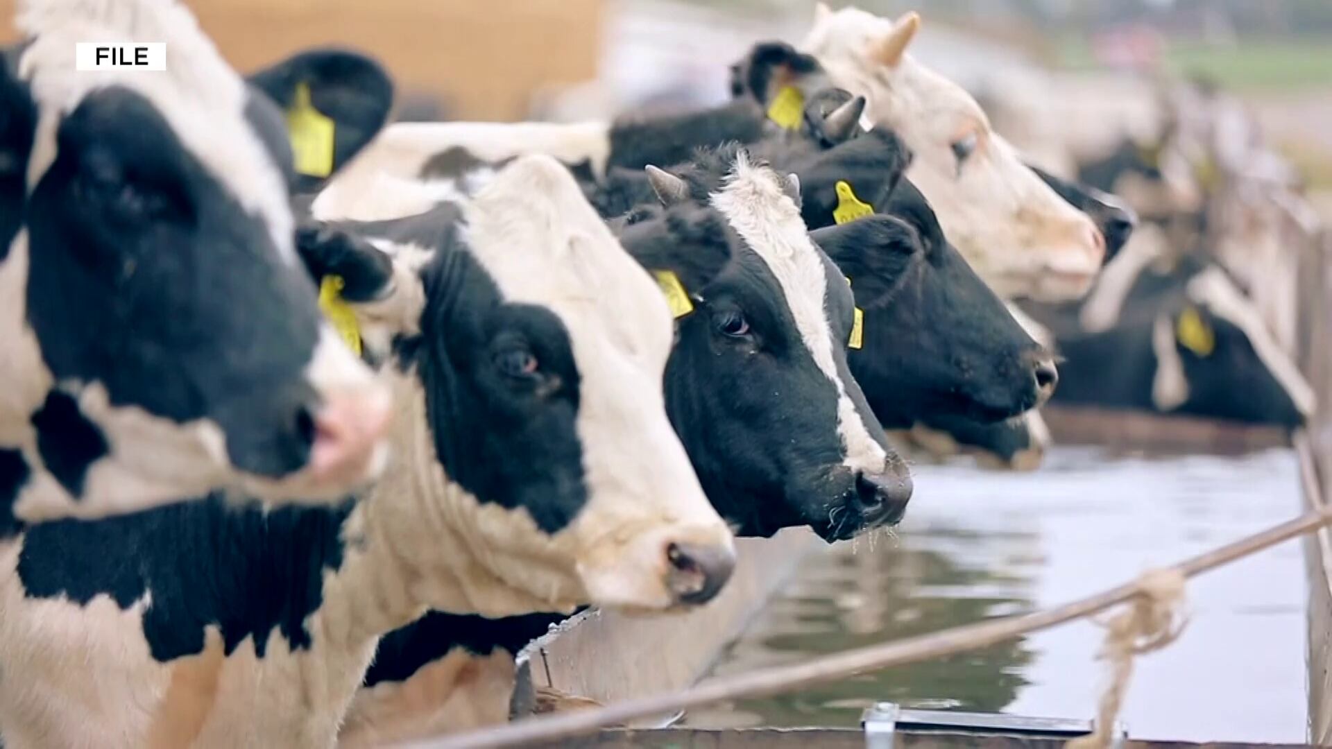 Bird flu detected in Phoenix-area dairy cattle milk