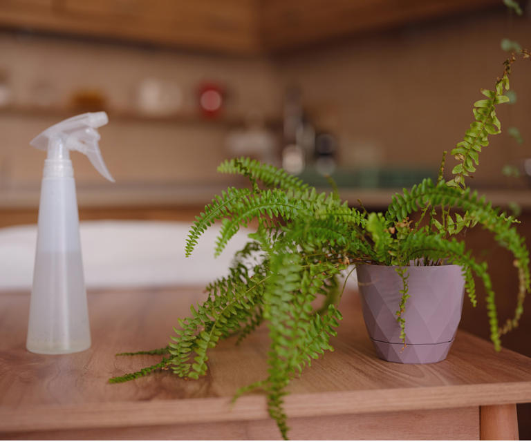 How to care for a lemon button fern – 3 tips houseplant experts ...