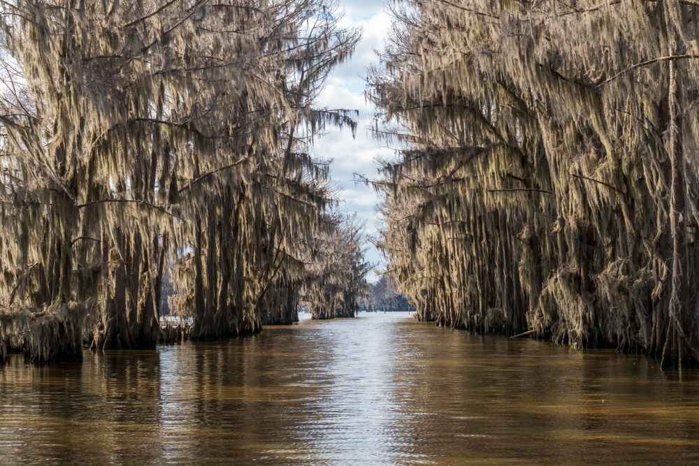 The Earth’s Largest Cypress Forest is in Texas – And Prehistoric Fish ...