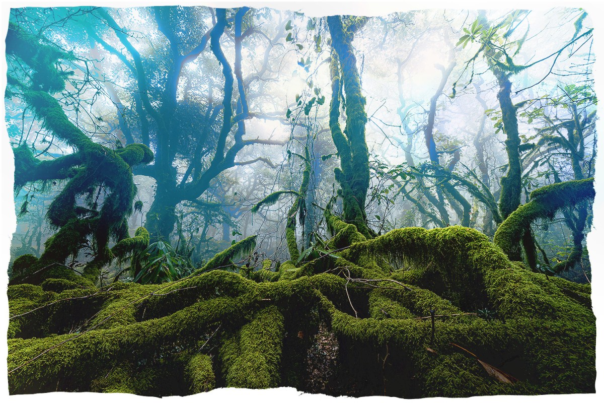 Explore Madeira Through Its Ancient, UNESCO-Designated Laurisilva Forests