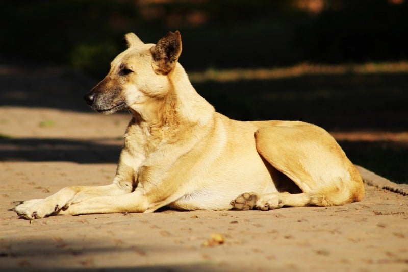 Claims of 3-million stray dog culling campaign denied as 'entirely ...