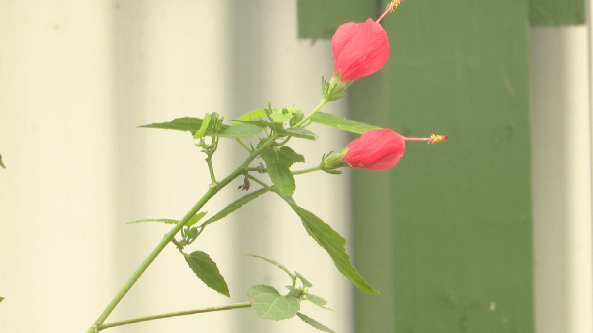 Texas A&M, Waco, Texas gardening experts on preserving plants and trees ...