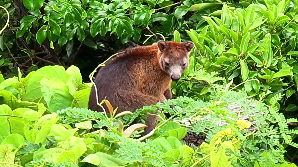 Daintree researchers using thermal drones for first time spot elusive ...
