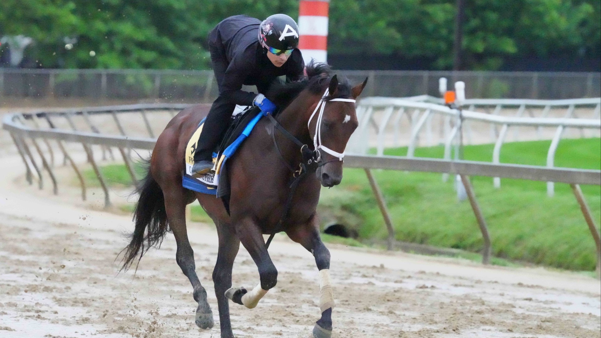 Explore Catching Freedom's Comeback in Race 11 of the Pick 4