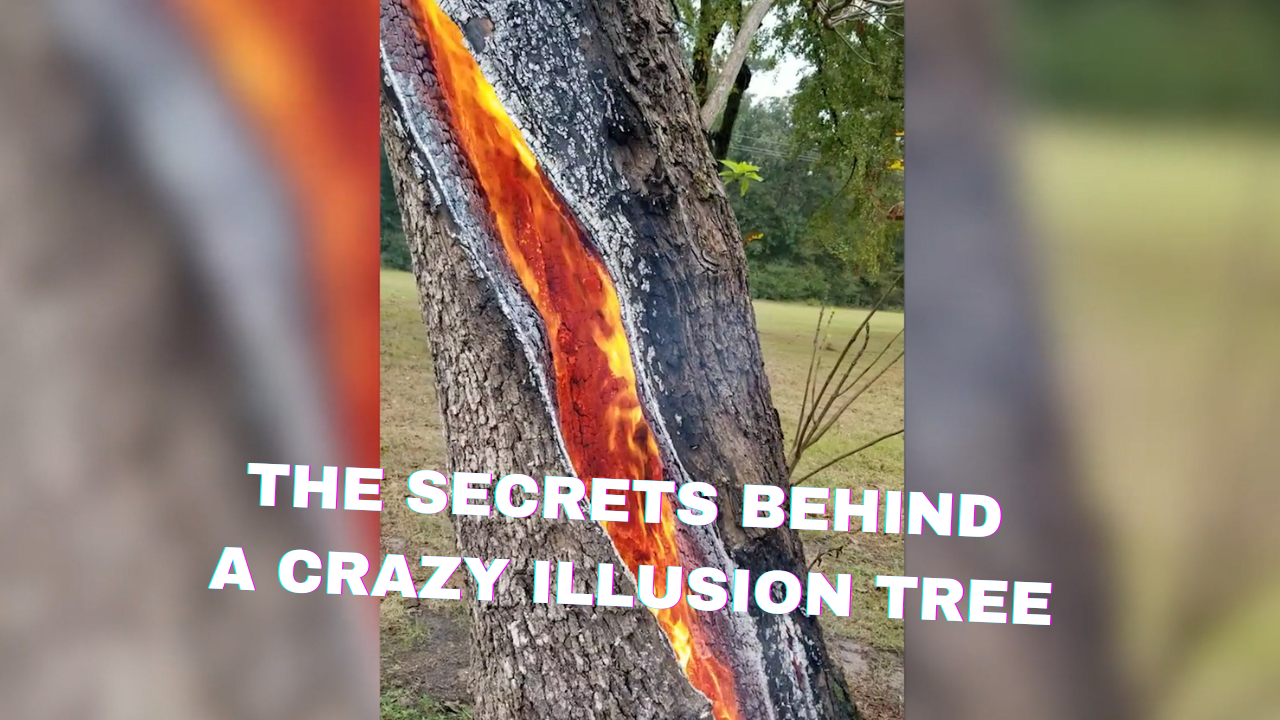 Mystery Tree Unveils Thousands Of Creatures Creating Illusion