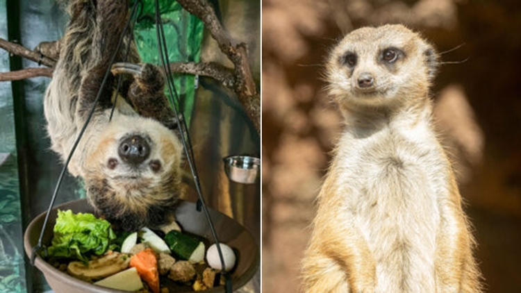 Houston Zoo closing longtime exhibit; what that means for some favorite ...