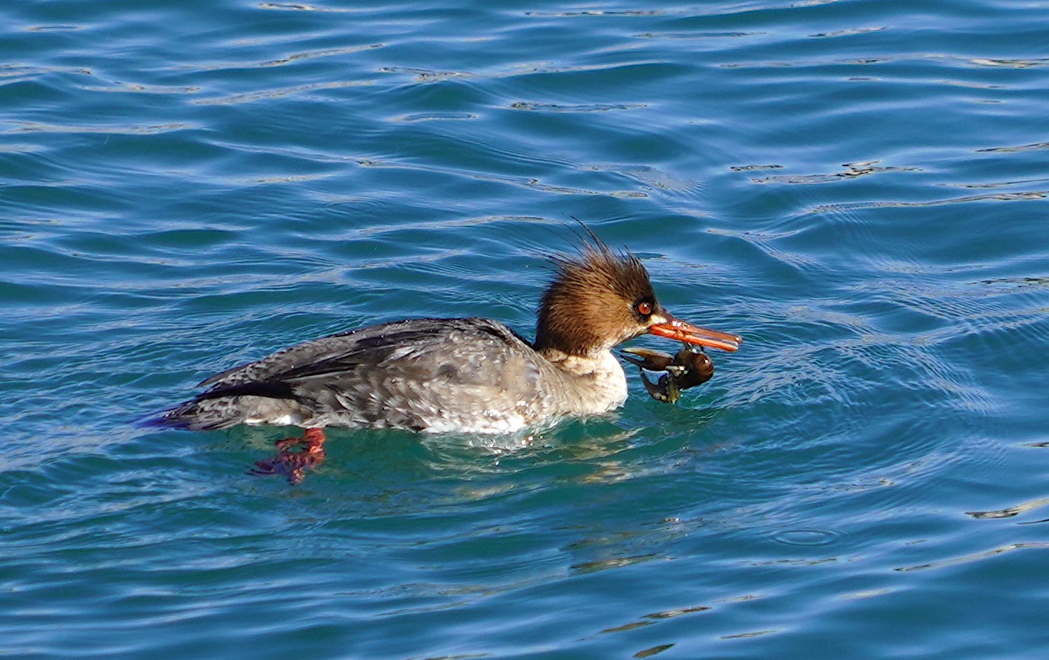 What to know about bird flu as wild birds across Wisconsin have tested ...