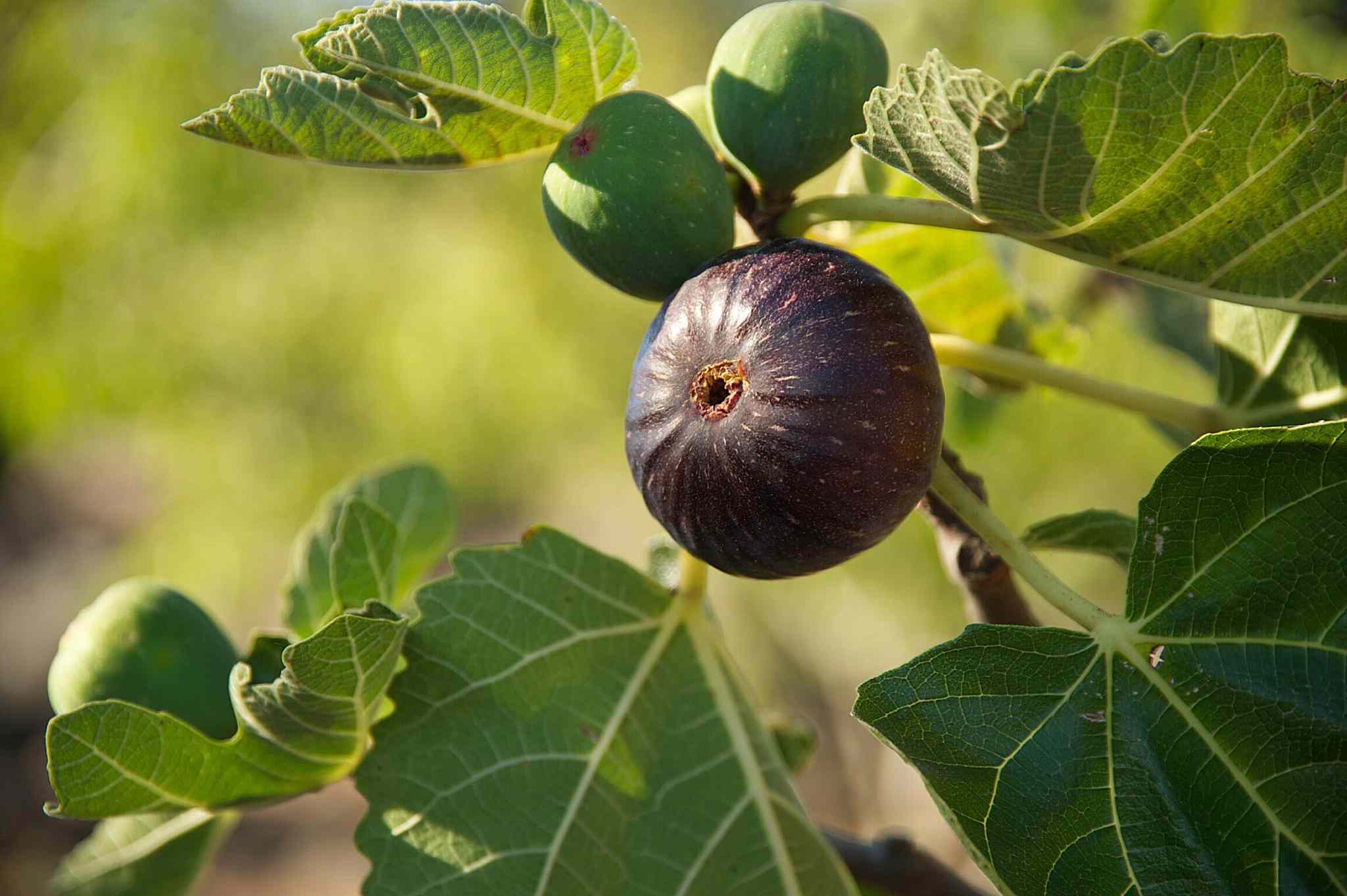 How To Grow And Care For Fig Trees