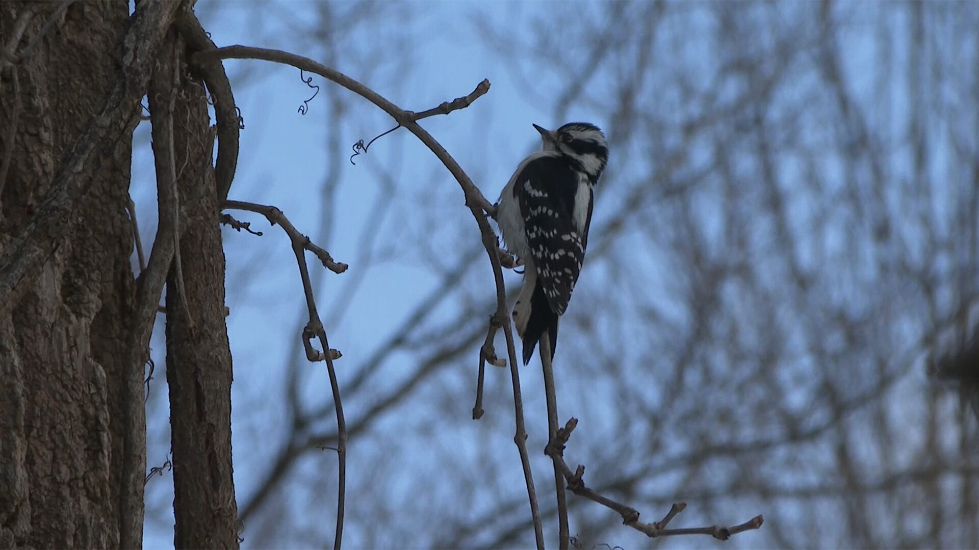 How you can participate in the Great Backyard Bird Count