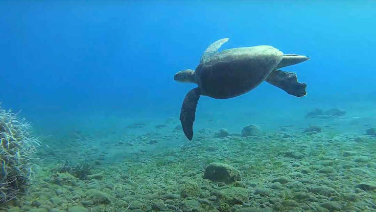 Watch baby sea turtles do a happy dance (video)