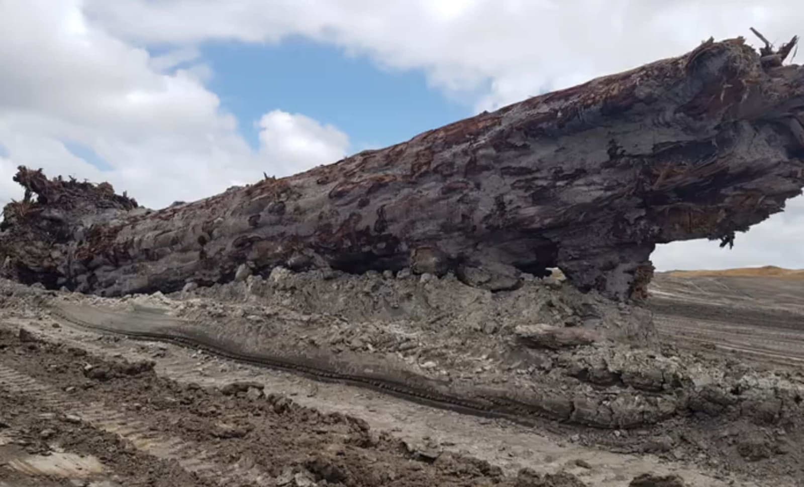 This 42,000-Year-Old Tree May Have Just Revealed When Earth’s Next ...