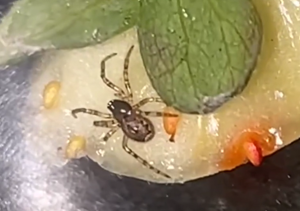 Fant edderkopp i jordbærkurv: – Fra nå av blir det kun norske bær