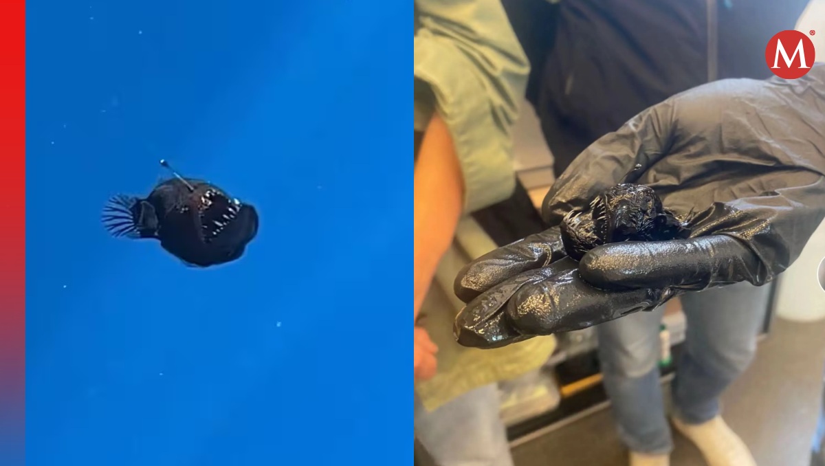 ¿Cuánto mide el pez diablo negro? Su tamaño sorprende a internautas | VIDEO