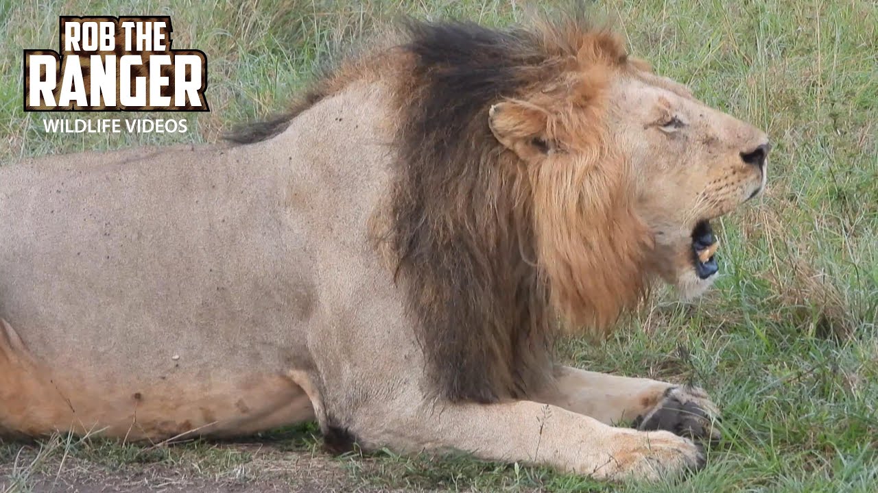 Witness roaring lion reunite with family in Maasai Mara safari