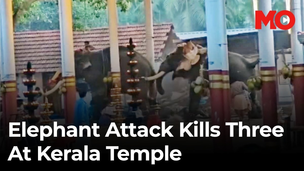 Tragedy strikes Kerala festival: Elephant attack claims 3 lives