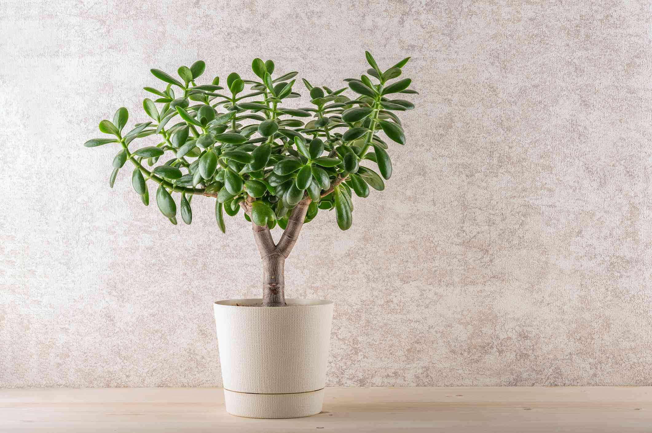 How to Revive a Jade Plant So It's Healthy and Thriving Again