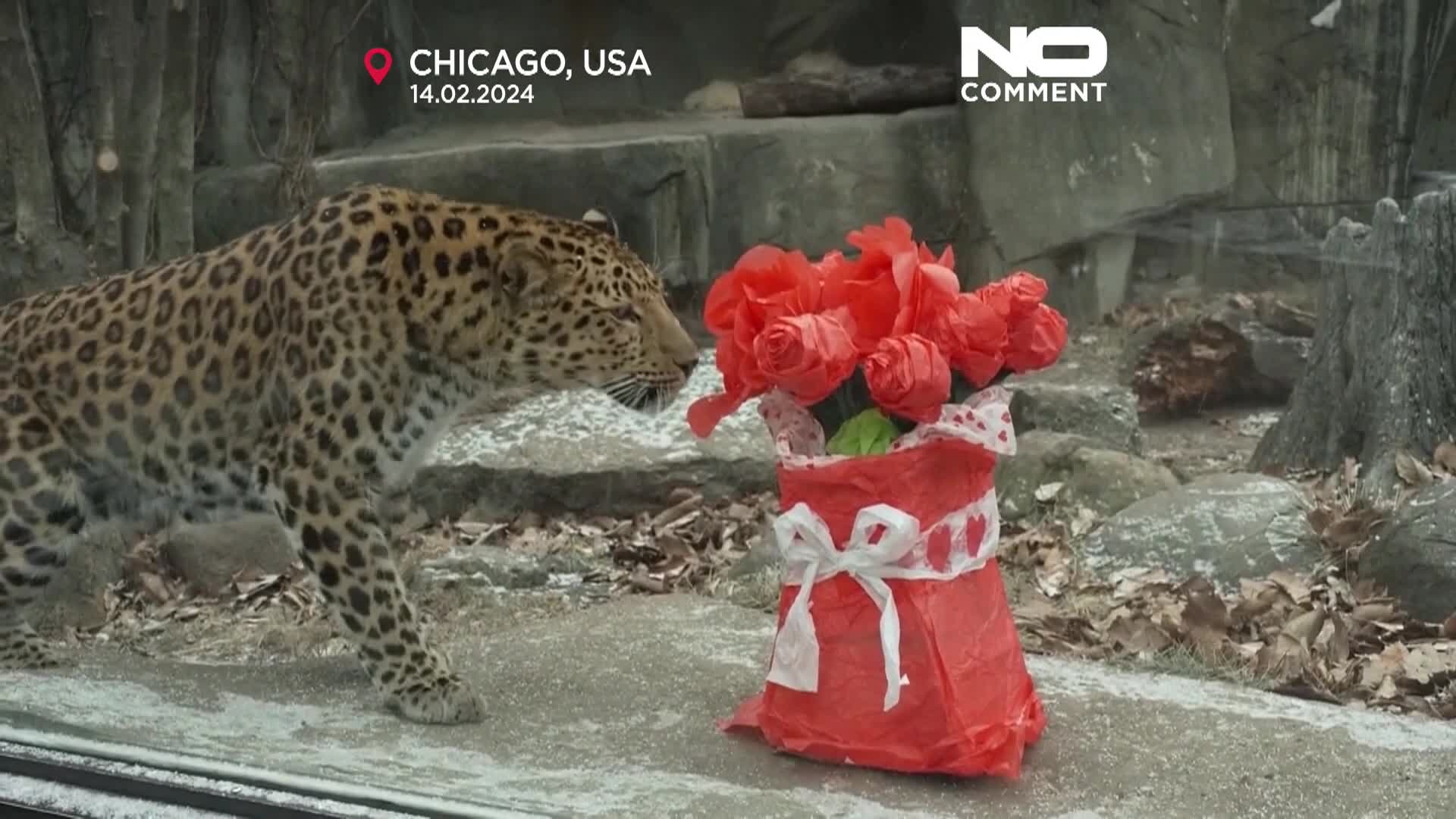 Chicago zoo gives its cherished animals Valentine's Day treats