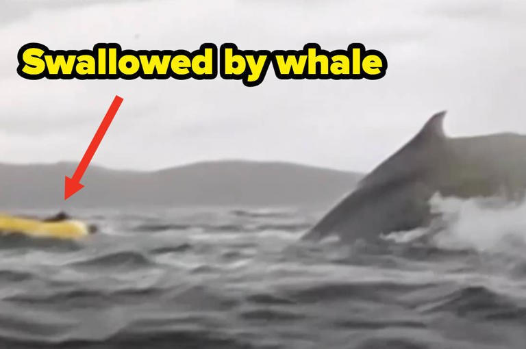 This Terrifying Video Of A Whale Swallowing A Man Is Going Viral