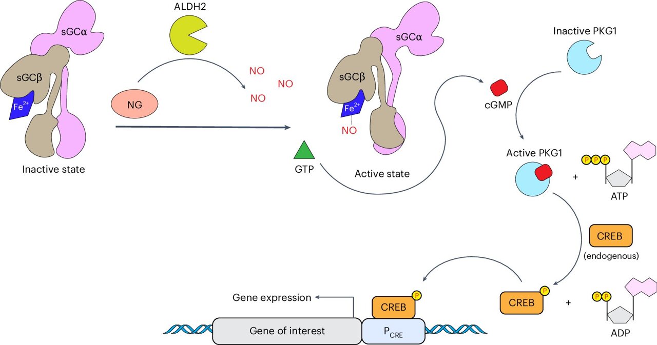 New gene switch activates with simple skin patch and could help treat ...