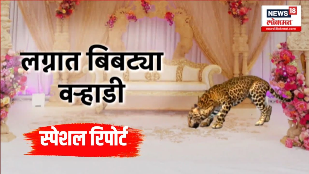 Lucknow Leopard Viral Video: Special Report: लखनौमध्ये वऱ्हाडात शिरला बिबट्या, लग्नाच्या मंडपात खळबळ
