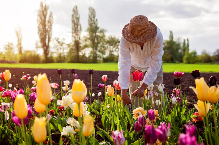 Tips to Keep Fresh-Cut Flowers Blooming Longer