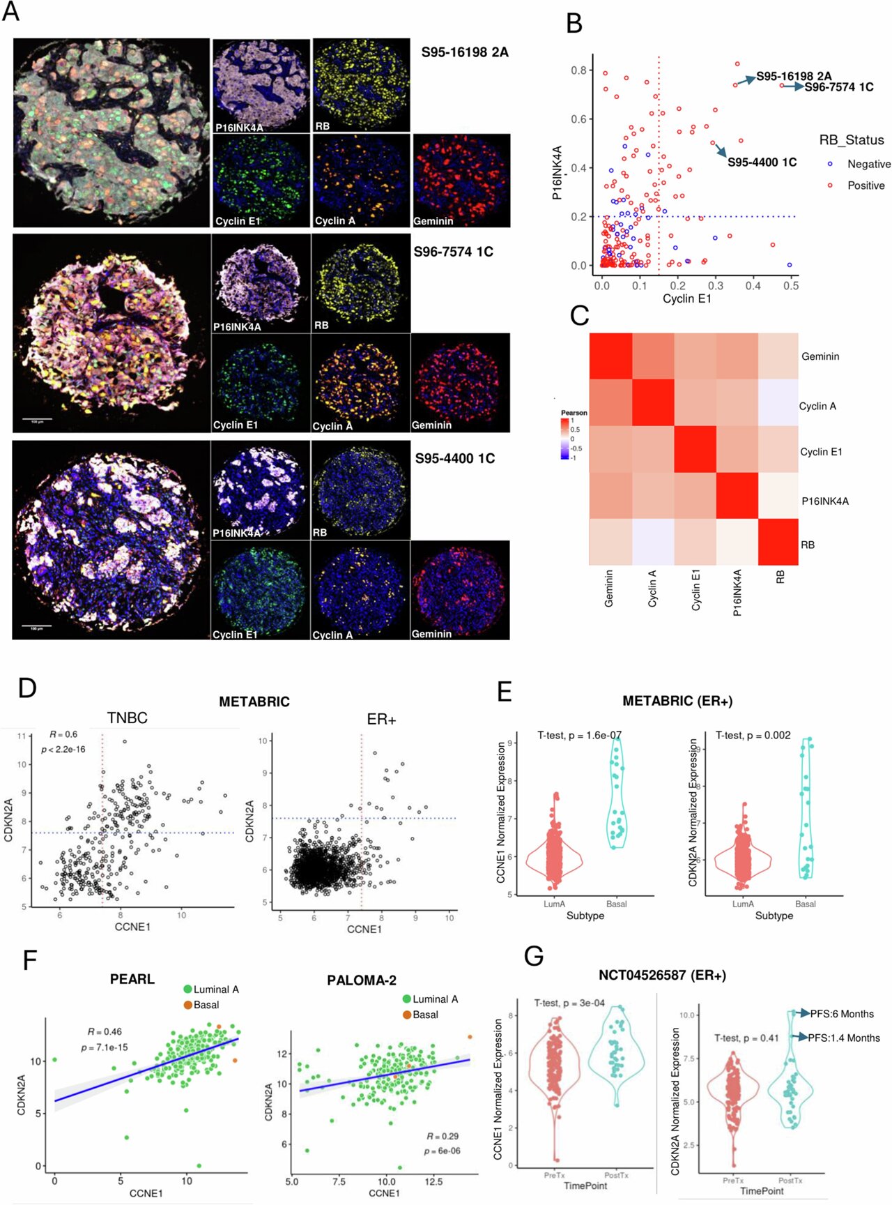 Scientists propose CDK2 enzyme as new target for cancer therapy