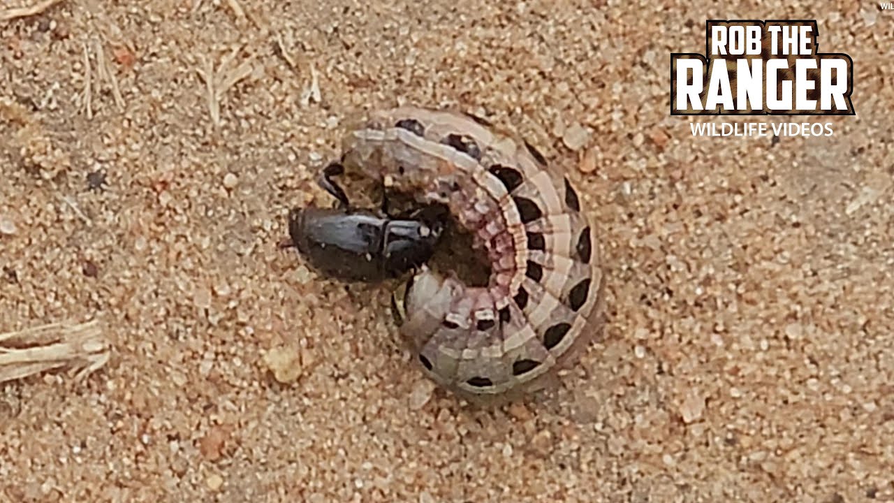 Caterpillar makes an epic escape from a beetle