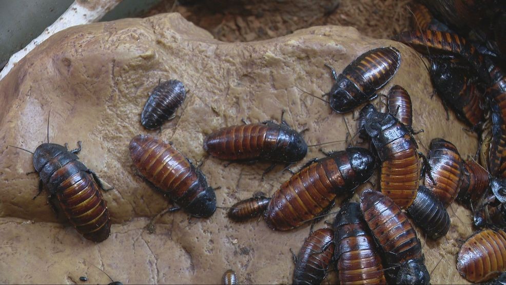 El Paso Zoo's quirky Valentine's event 'Quit Bugging Me' gains global attention