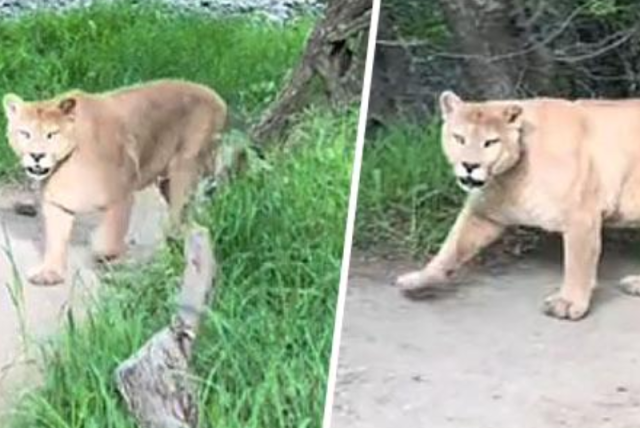 Video | El impactante momento en el que turista se encuentra de frente ...