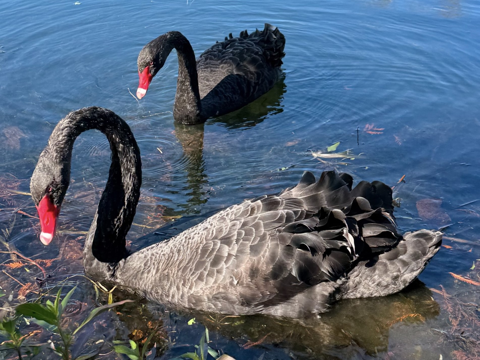 Villains Swiped Swans from Senior Community