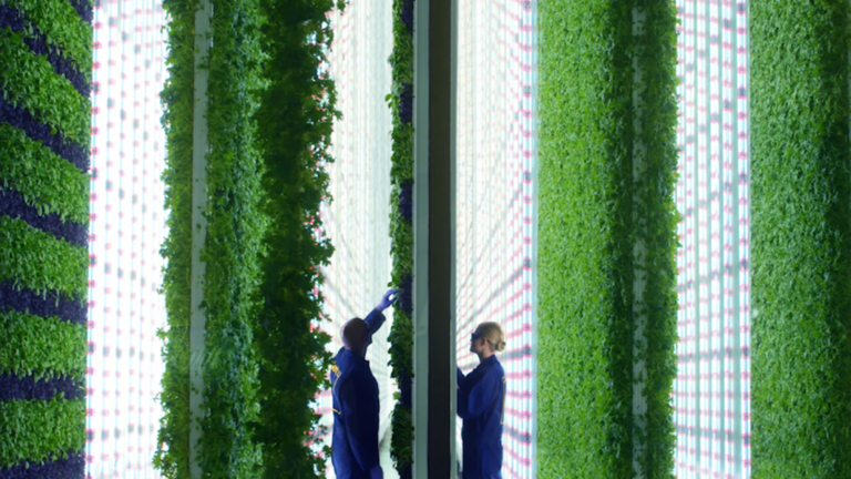 Central Virginia is ‘berry ready’ for first strawberry season with ...