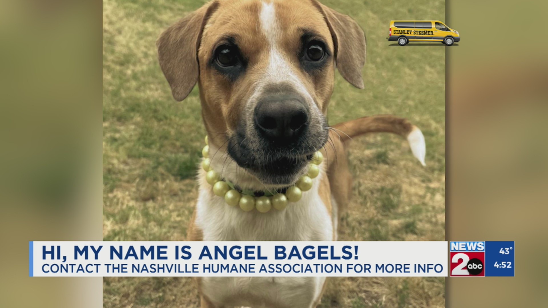 Fur Baby Friday: Meet Angel Bagels!