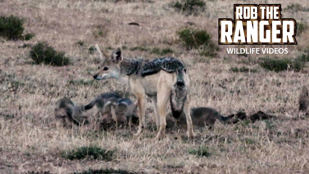 Discover rare black-backed jackal den deep in the heart of the Maasai Mara
