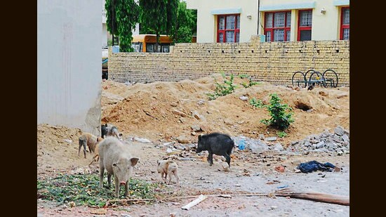 Mystery behind stray pig deaths continues, toll touches 41