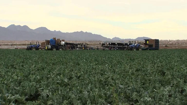 Yuma agriculture labor shortage leading to increased imports