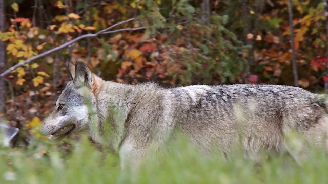 Experts weigh in after frightening animal sighting in small town ...