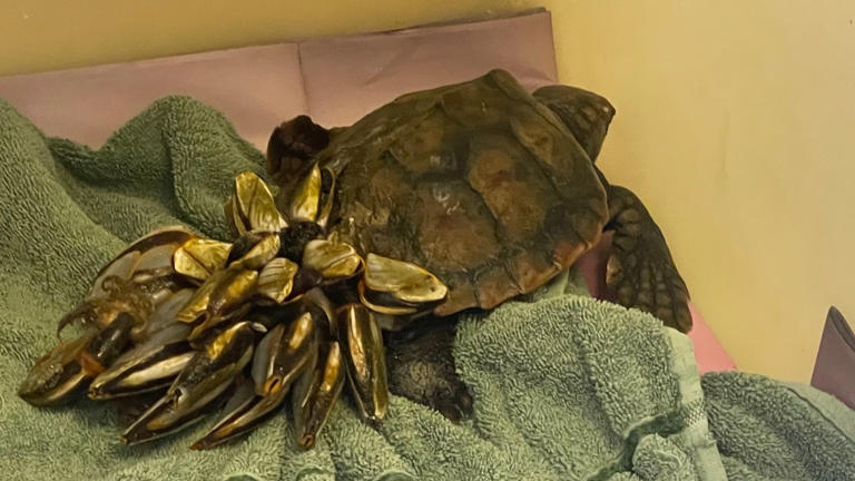 Meet Barnacle Bill - the sea turtle treated by UK's first dedicated ...
