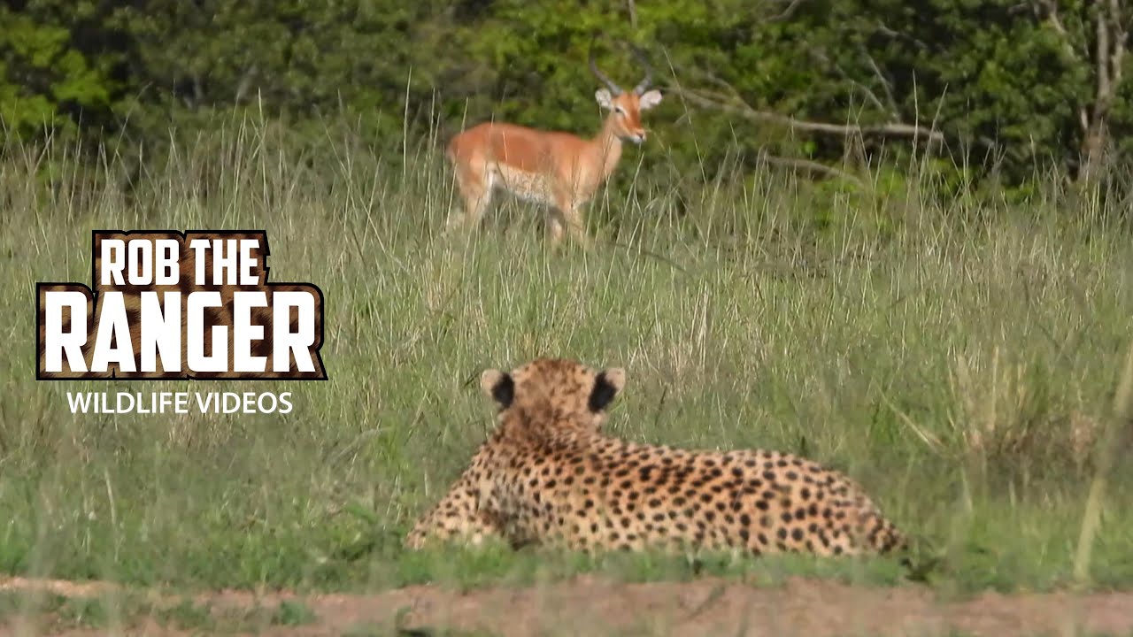 Witness Wildlife: Cheetah Watches Potential Prey