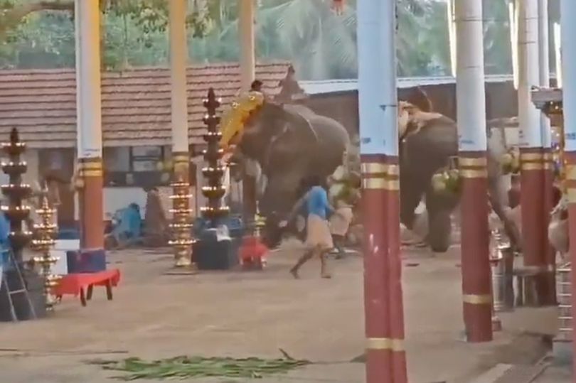 Terrifying video shows moment two elephants go on a rampage, killing ...