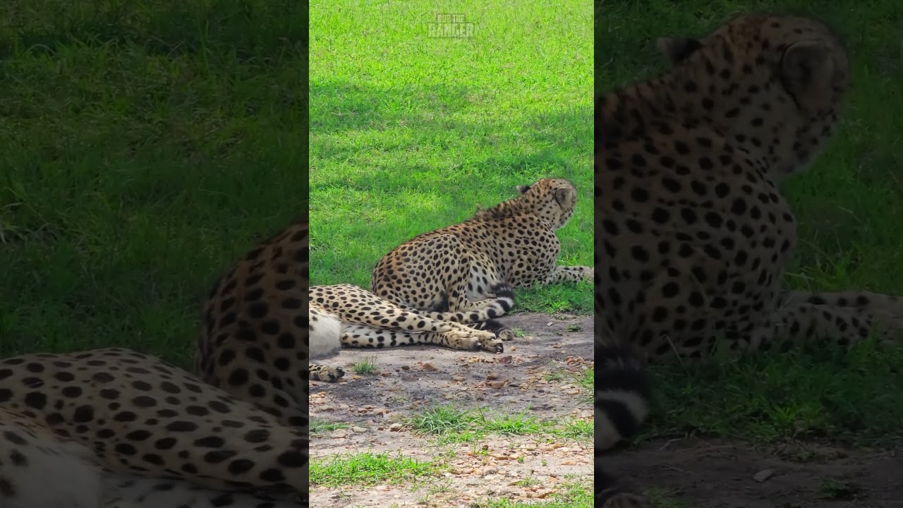Cheetah Shrugs Off Hyena Independent Predator Moment